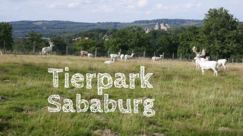 Tierpark Sababurg: Besuch im ältesten Zoo der Welt - family4travel